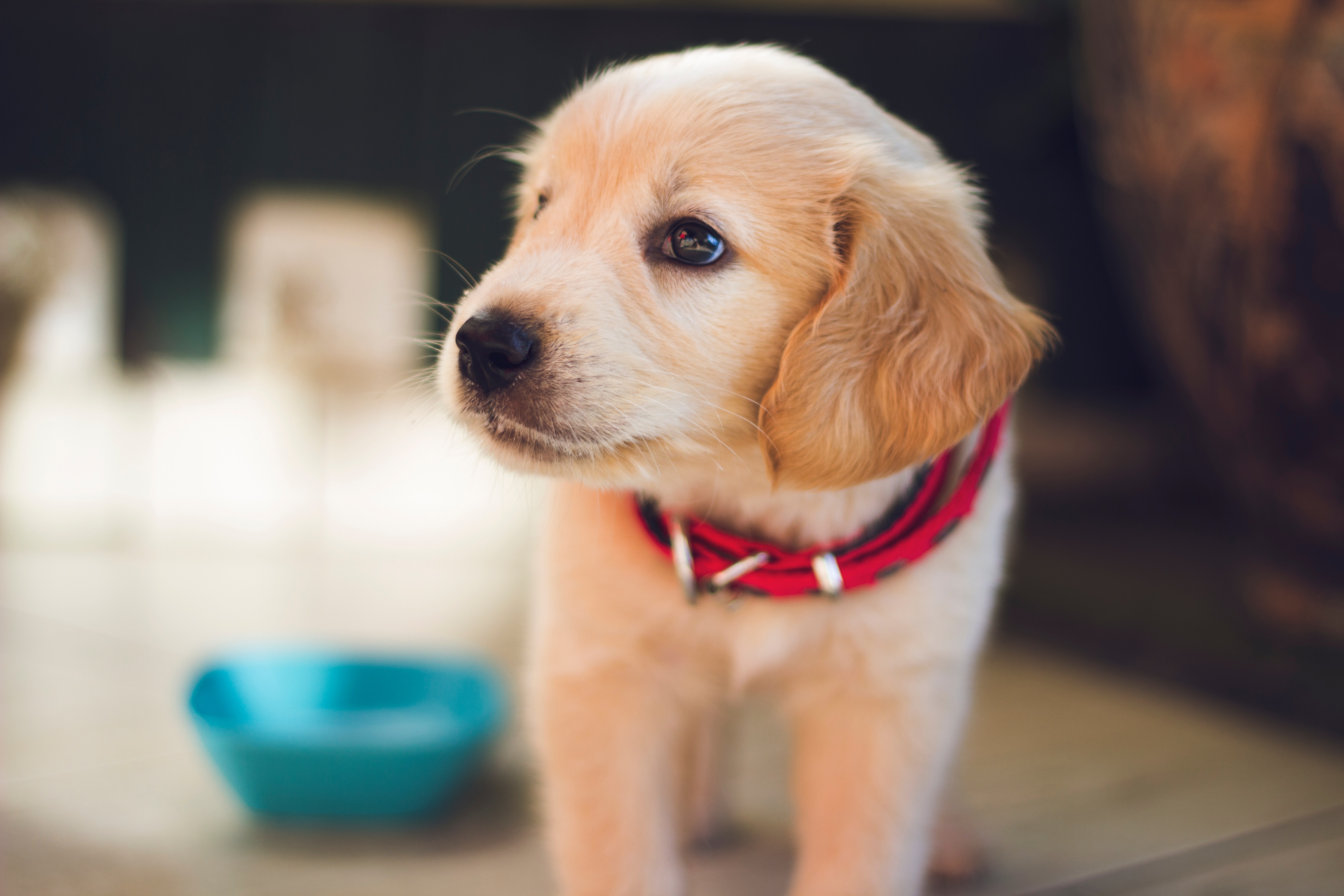Adoption d'un chiot...ce que vous devez savoir! - Zen Comportement animal